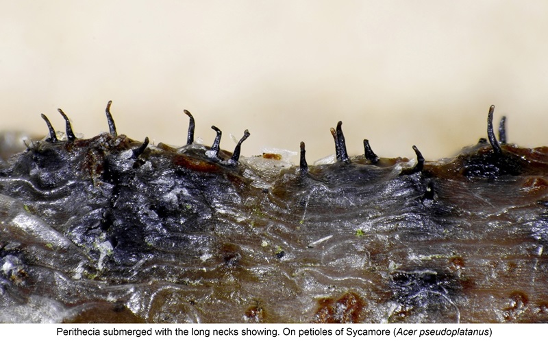 Gnomonia cerastis Fungus Species