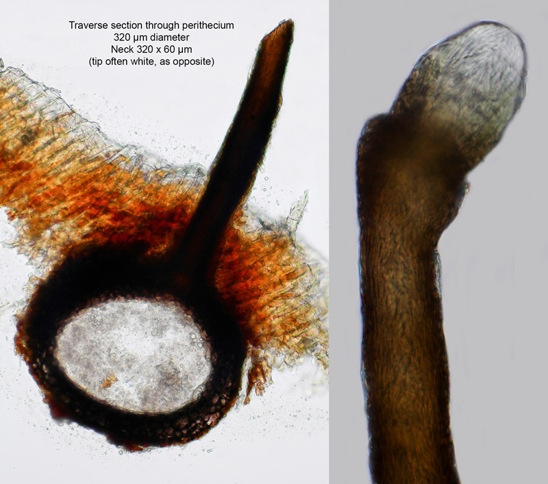 Gnomonia cerastis Fungus Species