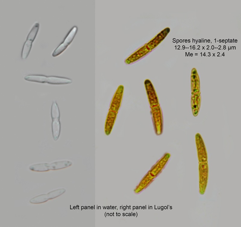 Gnomonia cerastis Fungus Species