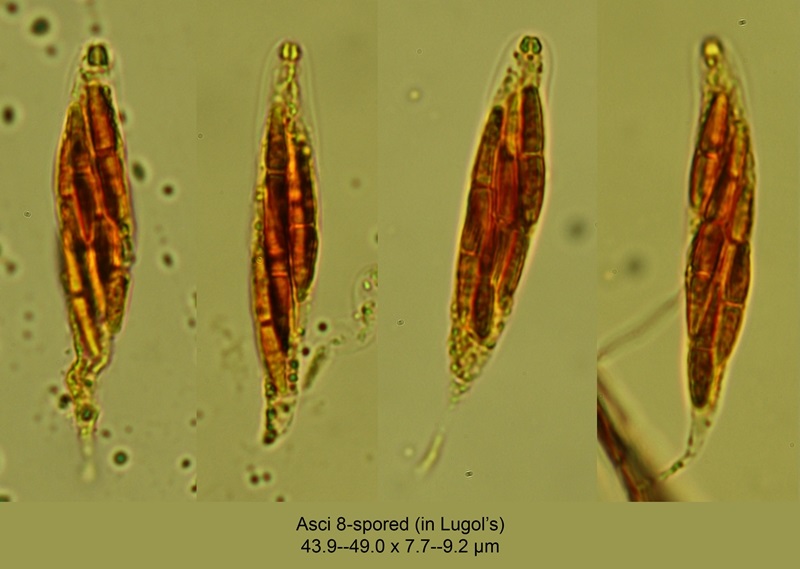Gnomonia cerastis Fungus Species
