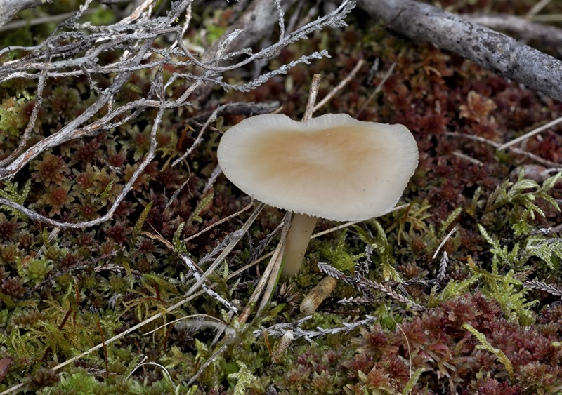 Gymnopus aquosus Fungus Species