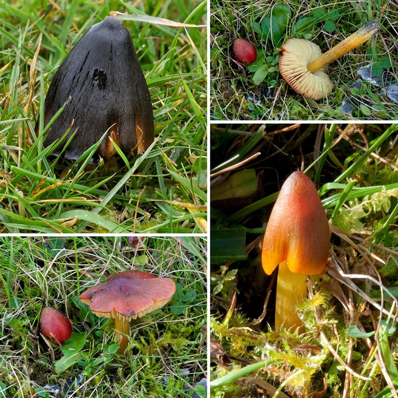 Hygrocybe conica Fungus Species