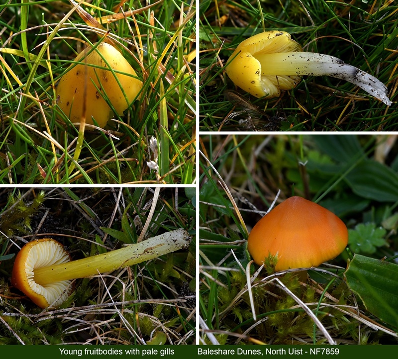 Hygrocybe conica Fungus Species