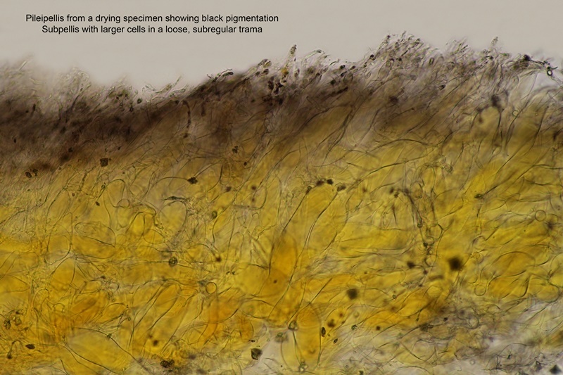 Hygrocybe conica Fungus Species