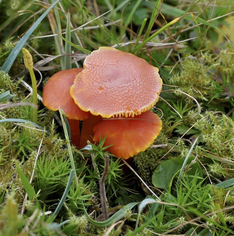 Hygrocybe substrangulata Fungus Species