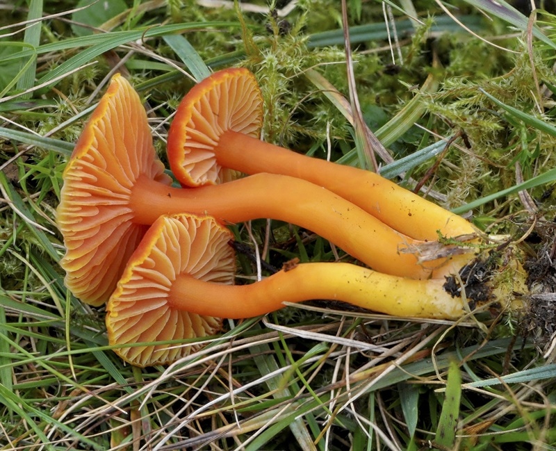 Hygrocybe substrangulata Fungus Species