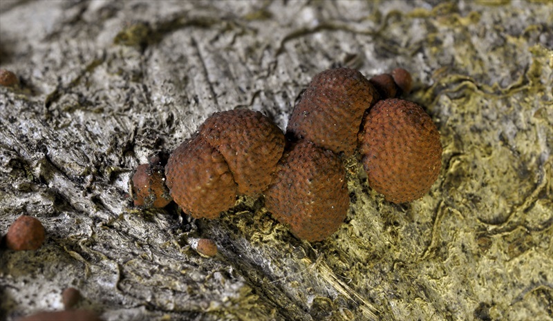 Hypoxylon fragiforme Fungus Species