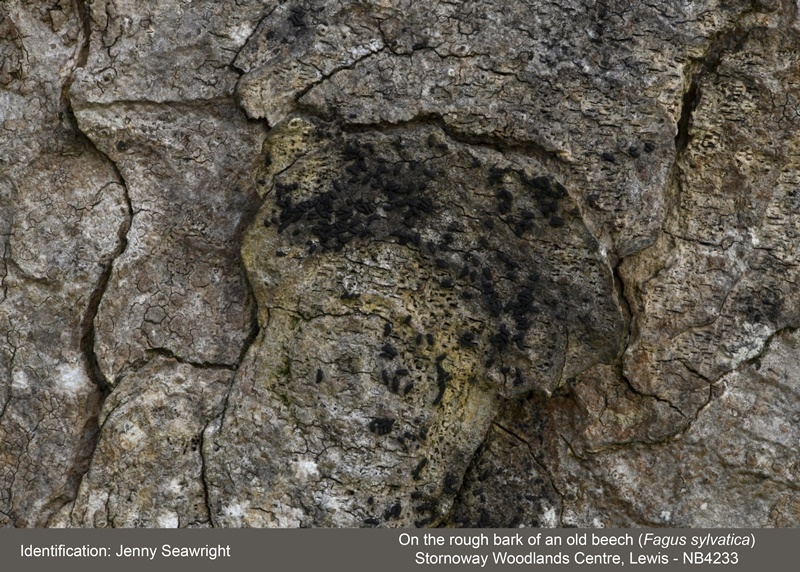 Hysterium angustatum Fungus Species