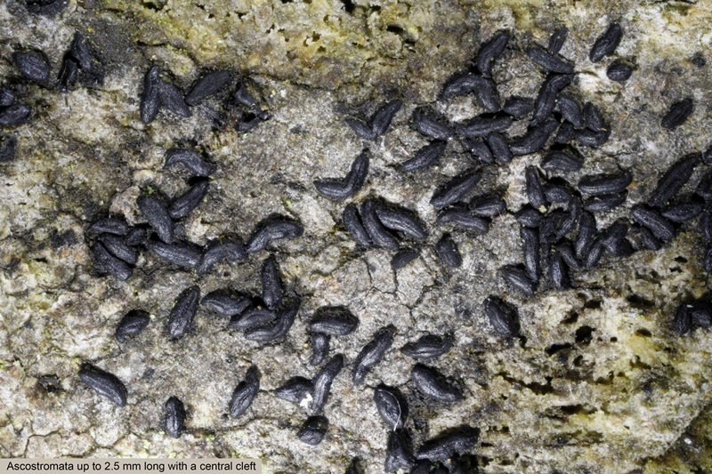 Hysterium angustatum Fungus Species