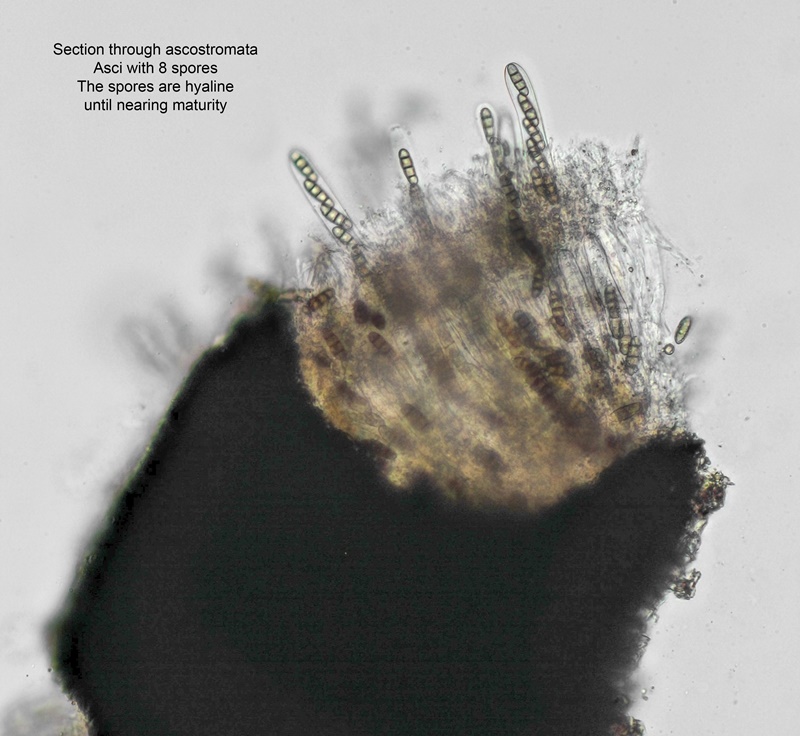 Hysterium angustatum Fungus Species