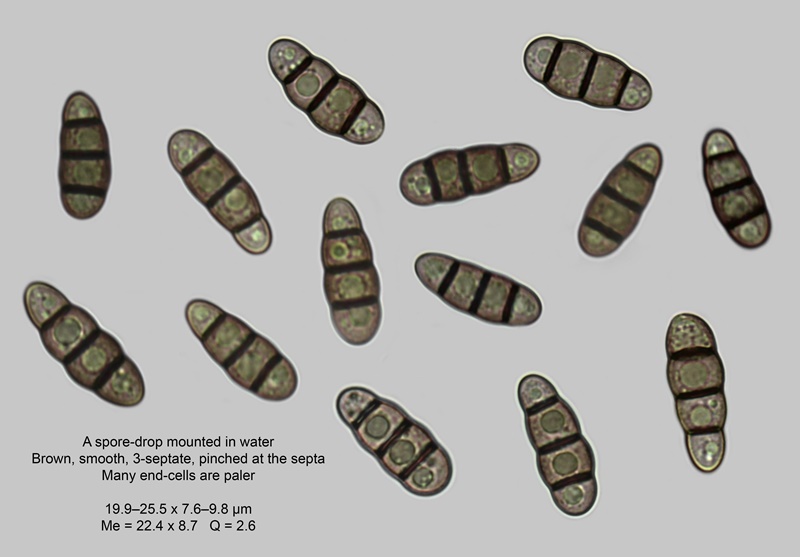 Hysterium angustatum Fungus Species