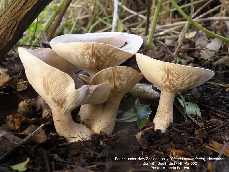 Infundibulicybe geotropa Fungus Species
