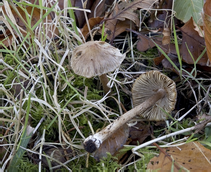 Inocybe rimosa Fungus Species