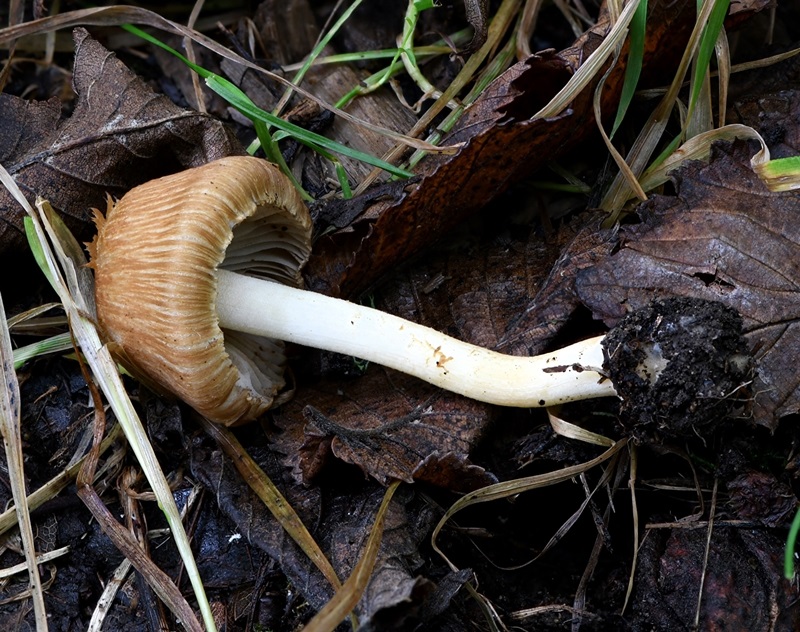 Inocybe xanthomelas Fungus Species