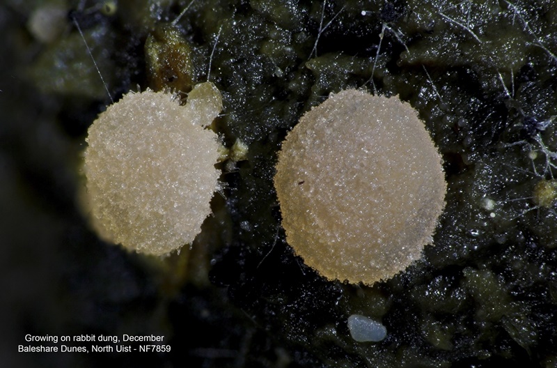 Iodophanus carneus Fungus Species