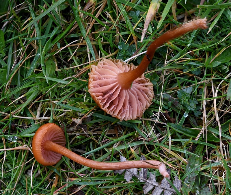 Laccaria fraterna Fungus Species