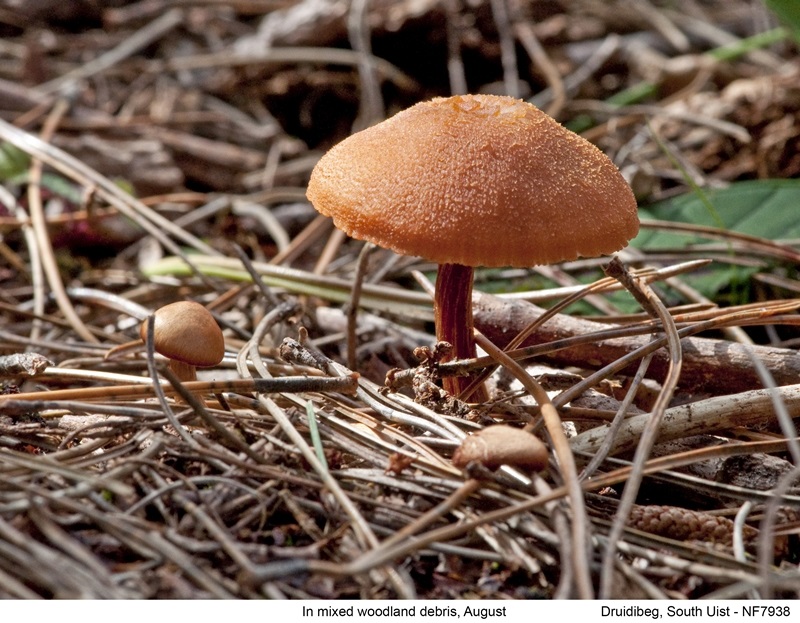 Laccaria proxima Fungus Species