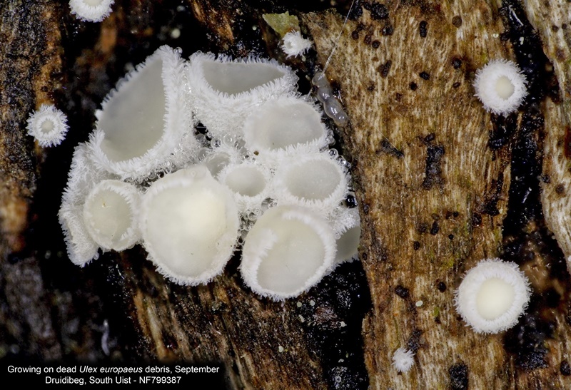 Lachnum virgineum Fungus Species
