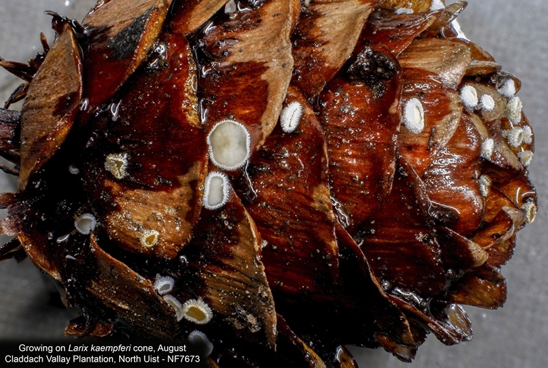 Lachnum virgineum Fungus Species