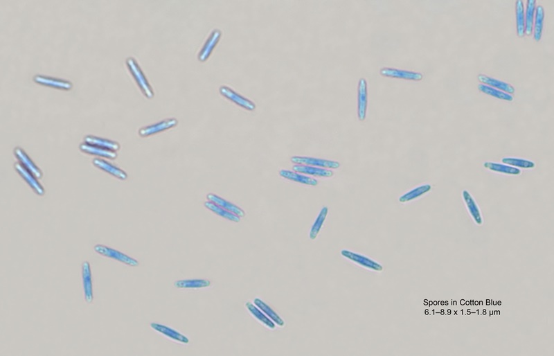 Lachnum virgineum Fungus Species