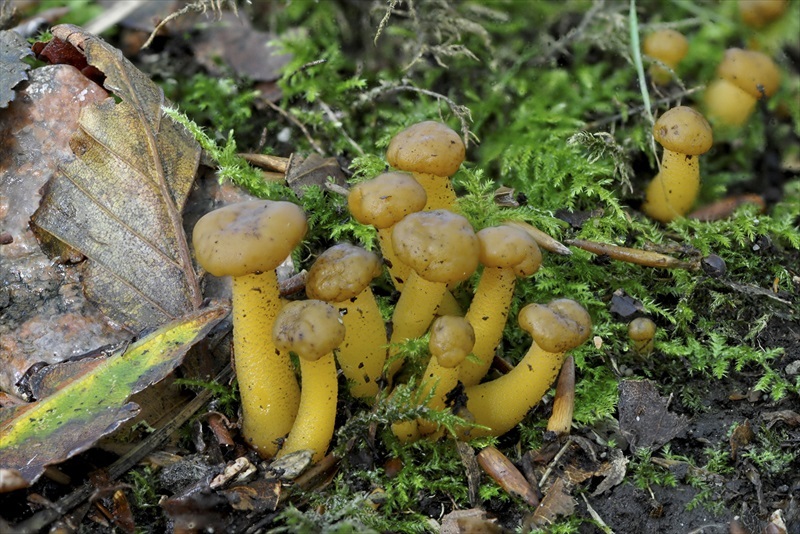 Leotia lubrica Fungus Species