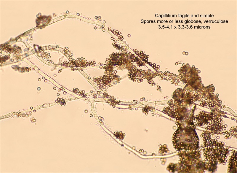 Lycoperdon lividum Fungus Species