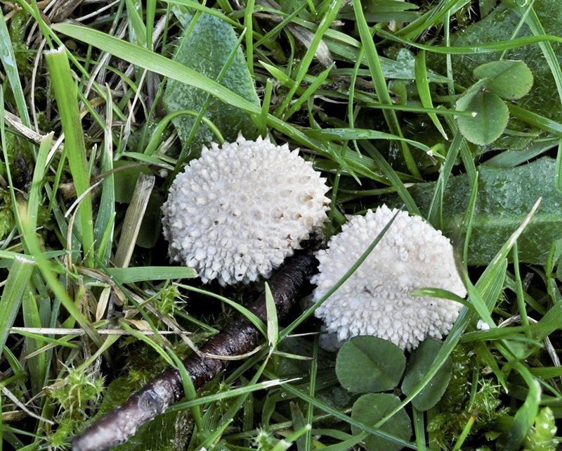 Lycoperdon perlatum Fungus Species