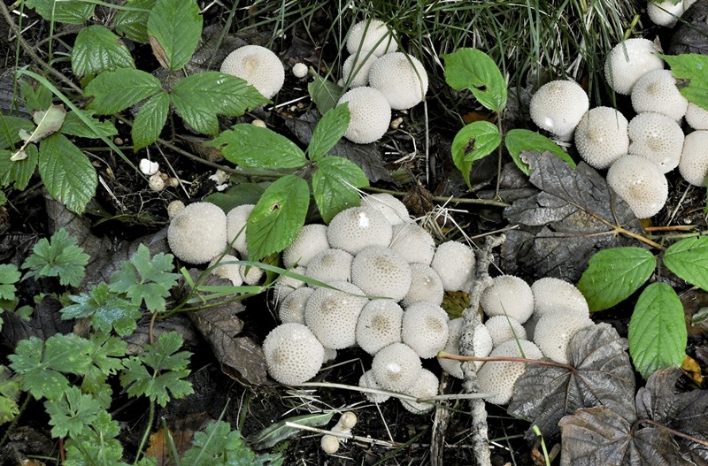 Lycoperdon perlatum Fungus Species
