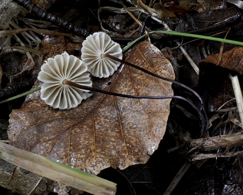 Marasmius rotula Fungus Species