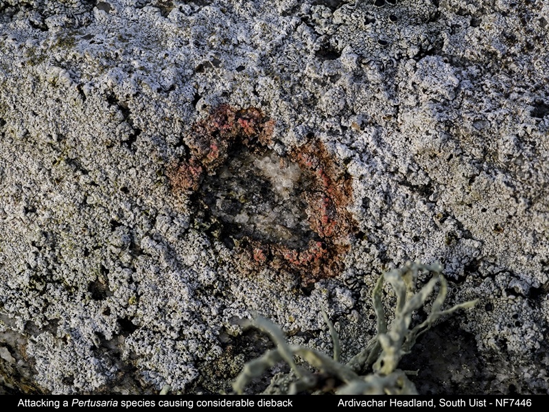 Marchandiomyces corallinus Lichenicolous Fungus Species