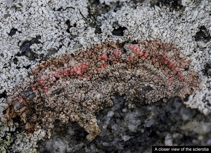 Marchandiomyces corallinus Lichenicolous Fungus Species