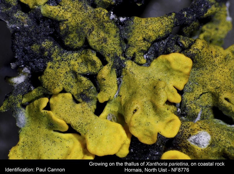 Monodictys fuliginosaLichenicolous Fungus Species