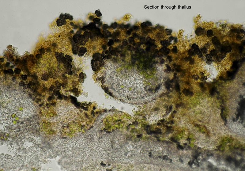 Monodictys fuliginosa Fungus Species