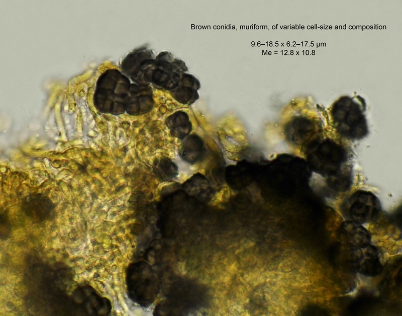 Monodictys fuliginosaLichenicolous Fungus Species