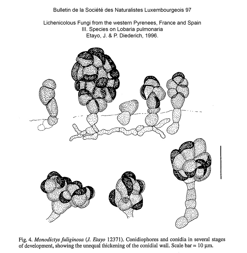 Monodictys fuliginosaLichenicolous Fungus Species
