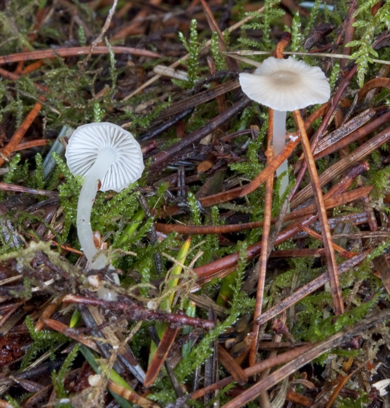 Mycena clavicularis Fungus Species