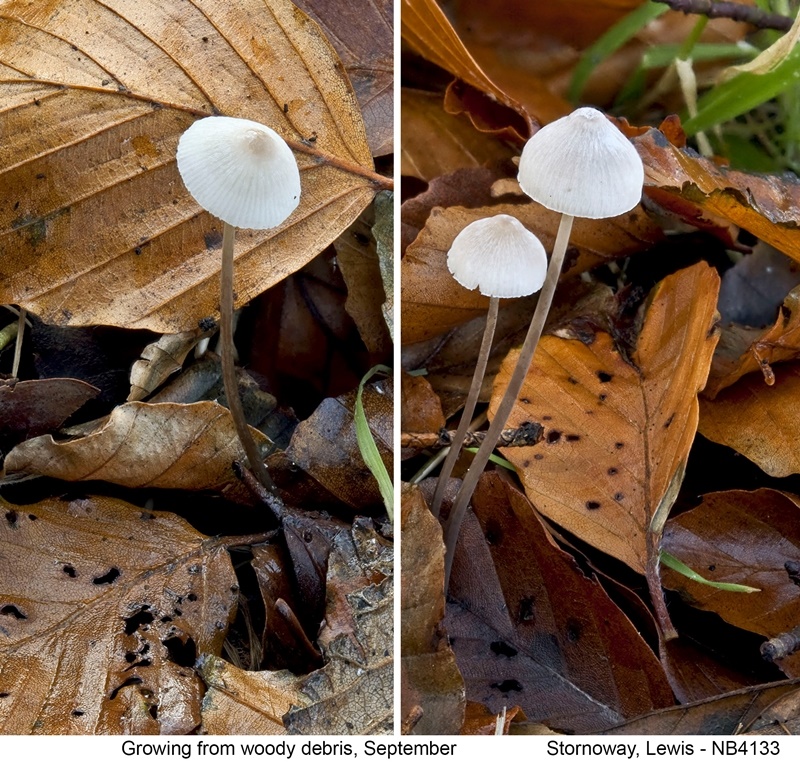Mycena filopes Fungus Species