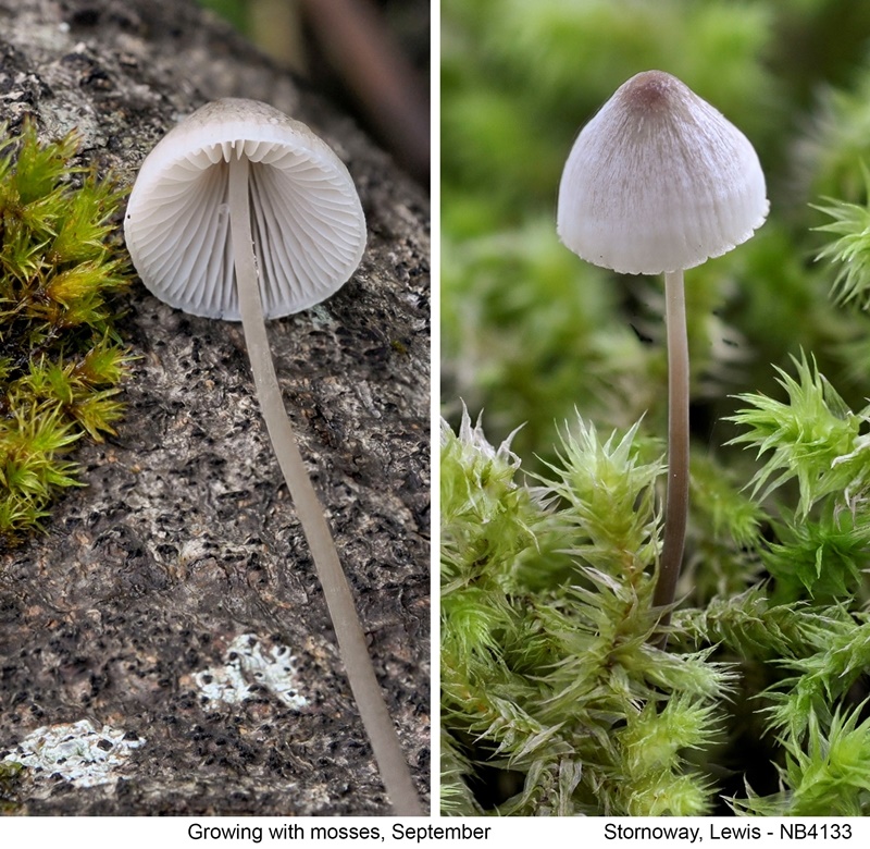 Mycena filopes Fungus Species