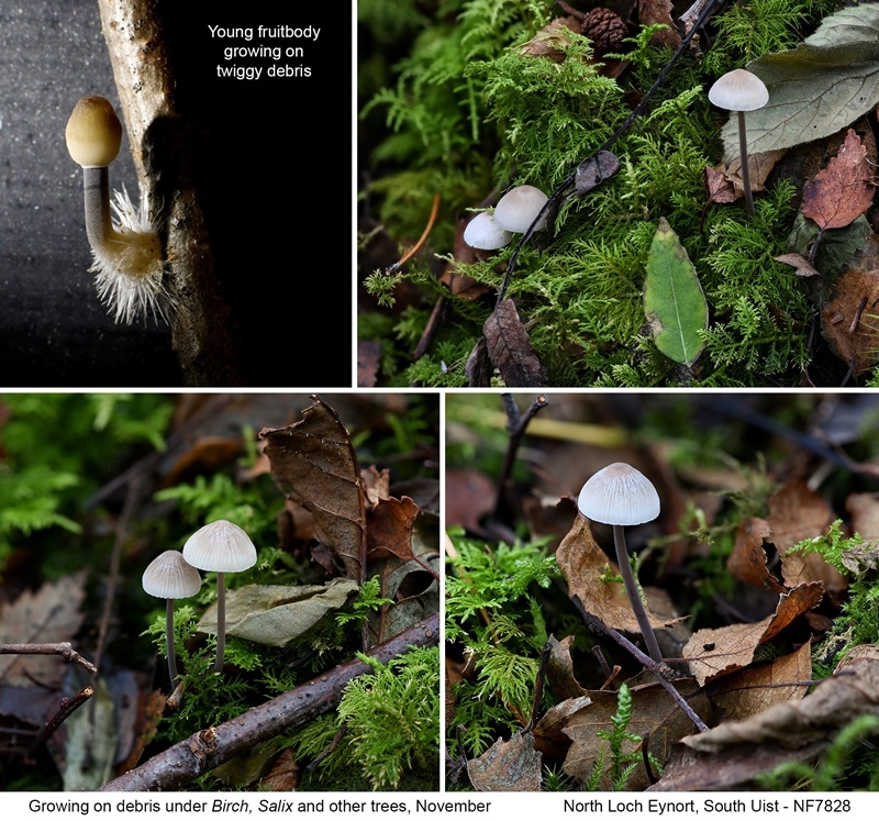 Mycena filopes Fungus Species