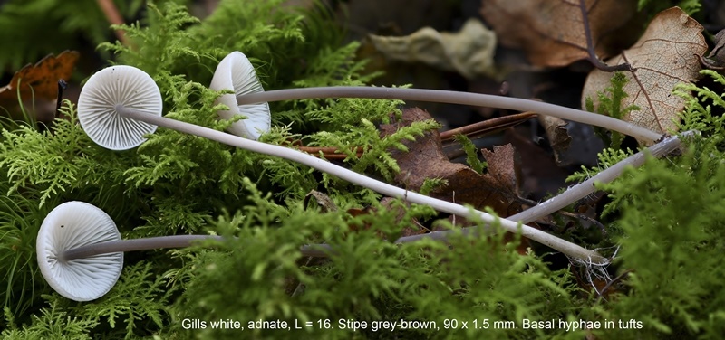 Mycena filopes Fungus Species