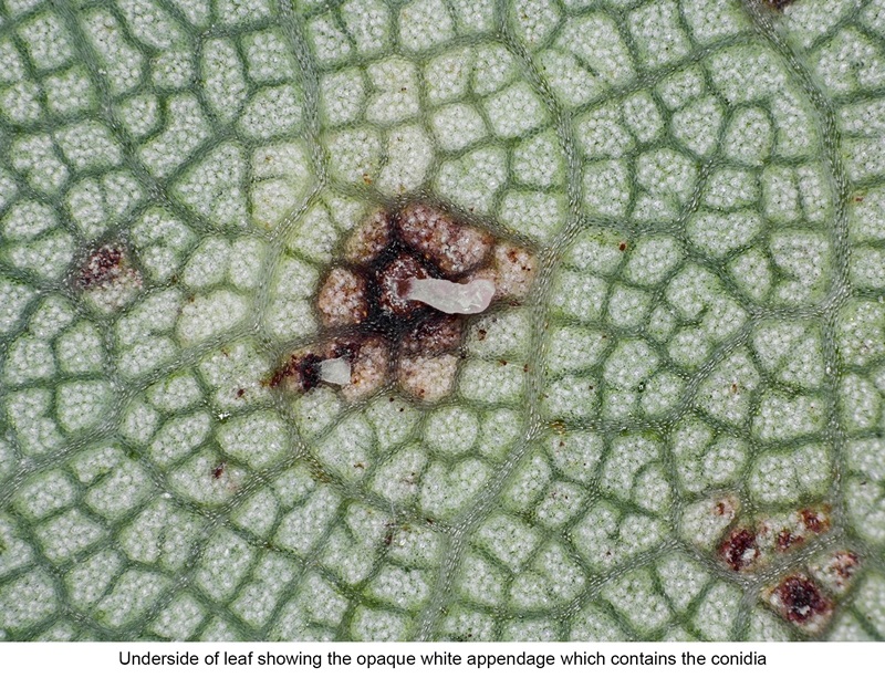 Mycosphaerella latebrosa Fungus Species