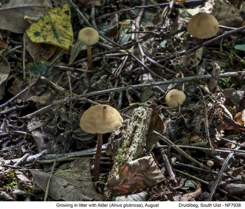 Naucoria escharioides Fungus Species