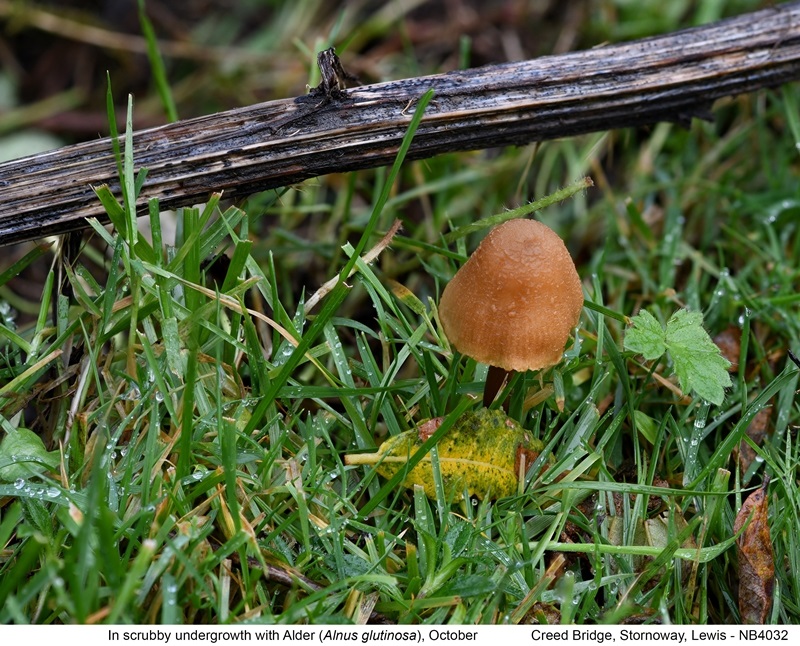 Naucoria escharioides Fungus Species