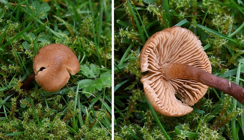 Naucoria escharioides Fungus Species