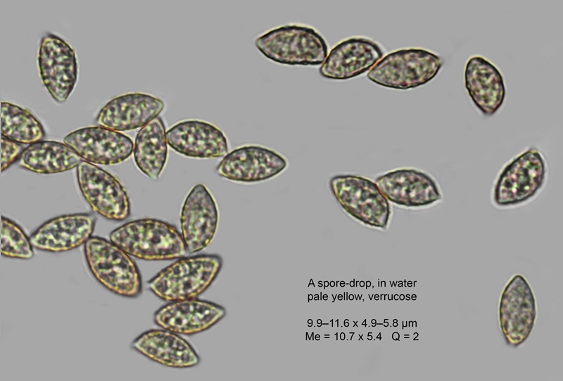 Naucoria escharioides Fungus Species