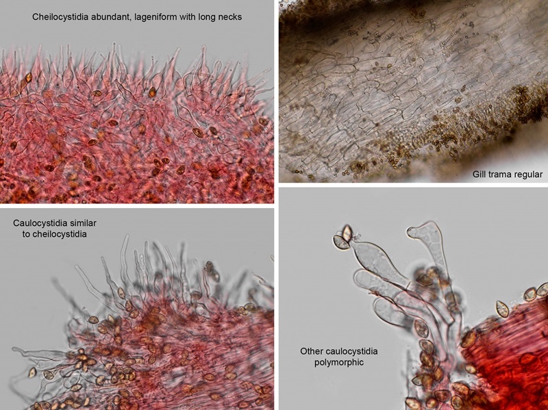 Naucoria escharioides Fungus Species