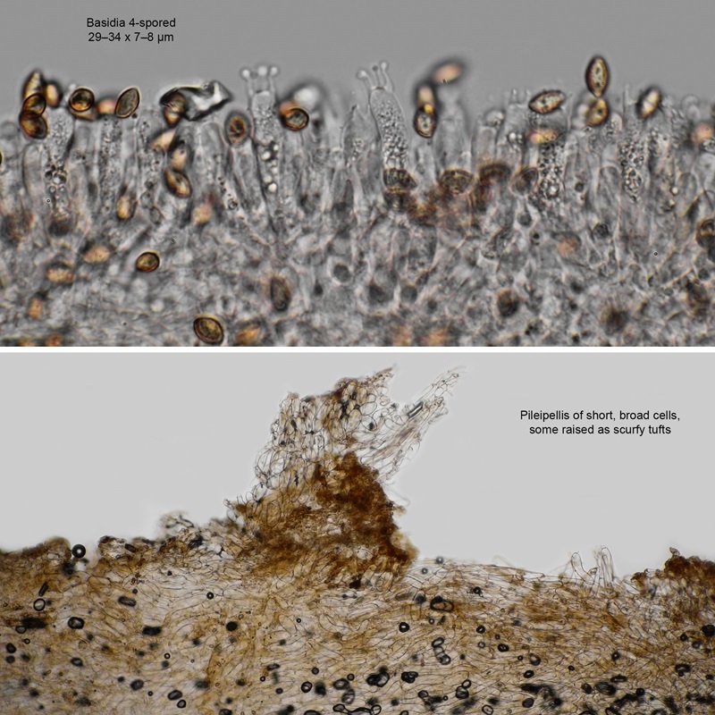 Naucoria escharioides Fungus Species