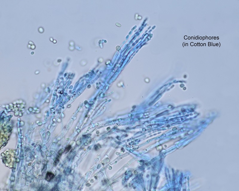 Penicillium digitatum Fungus Species