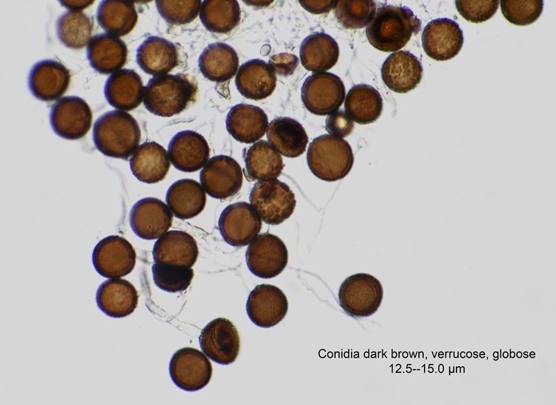 Periconia byssoides Fungus Species