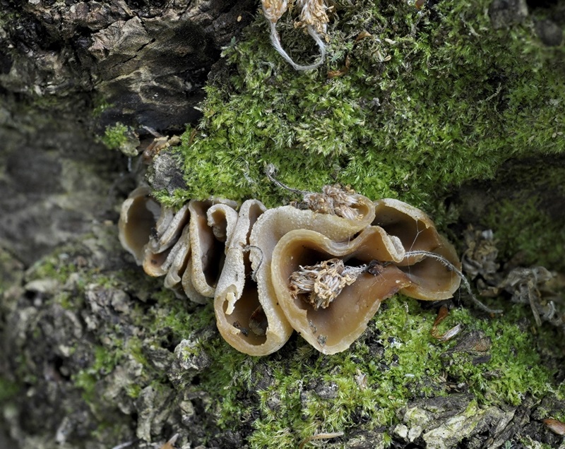 Peziza micropus Fungus Species